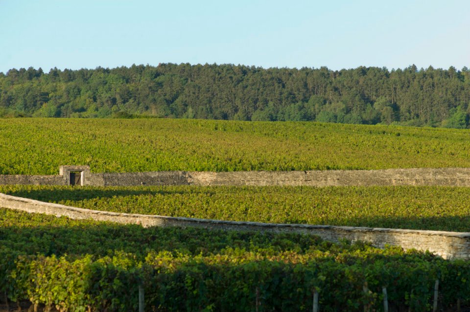 La mention Clos dans le vin - Clos 3/4