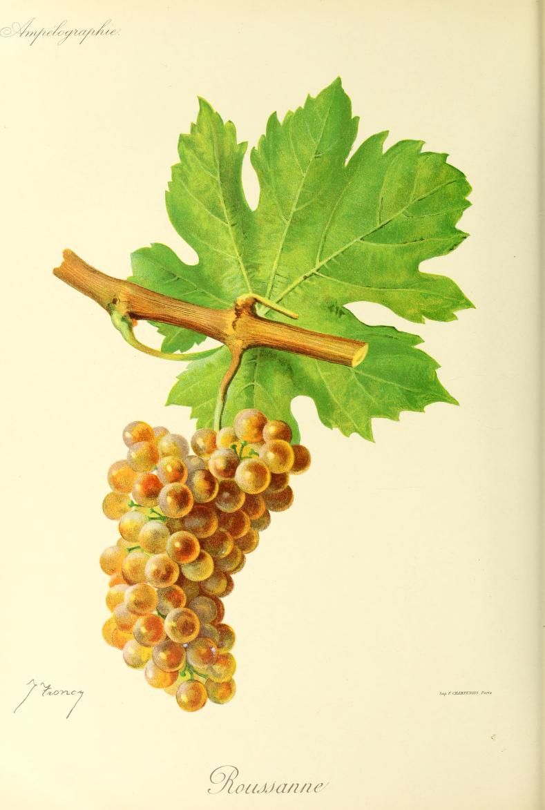 Différences entre Marsanne et Roussanne, cépages blancs